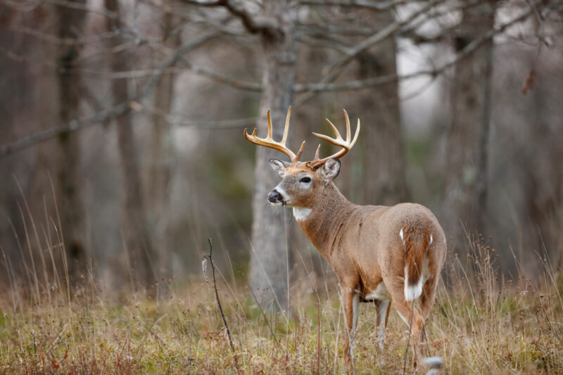 Whitetail Antler Points Explained: G-Tines, Mass & Inside Spread