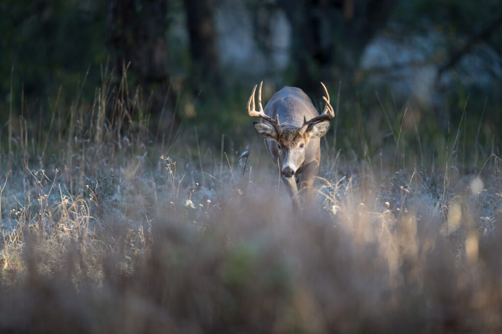 Whitetail Antler Points Explained: G-Tines, Mass & Inside Spread