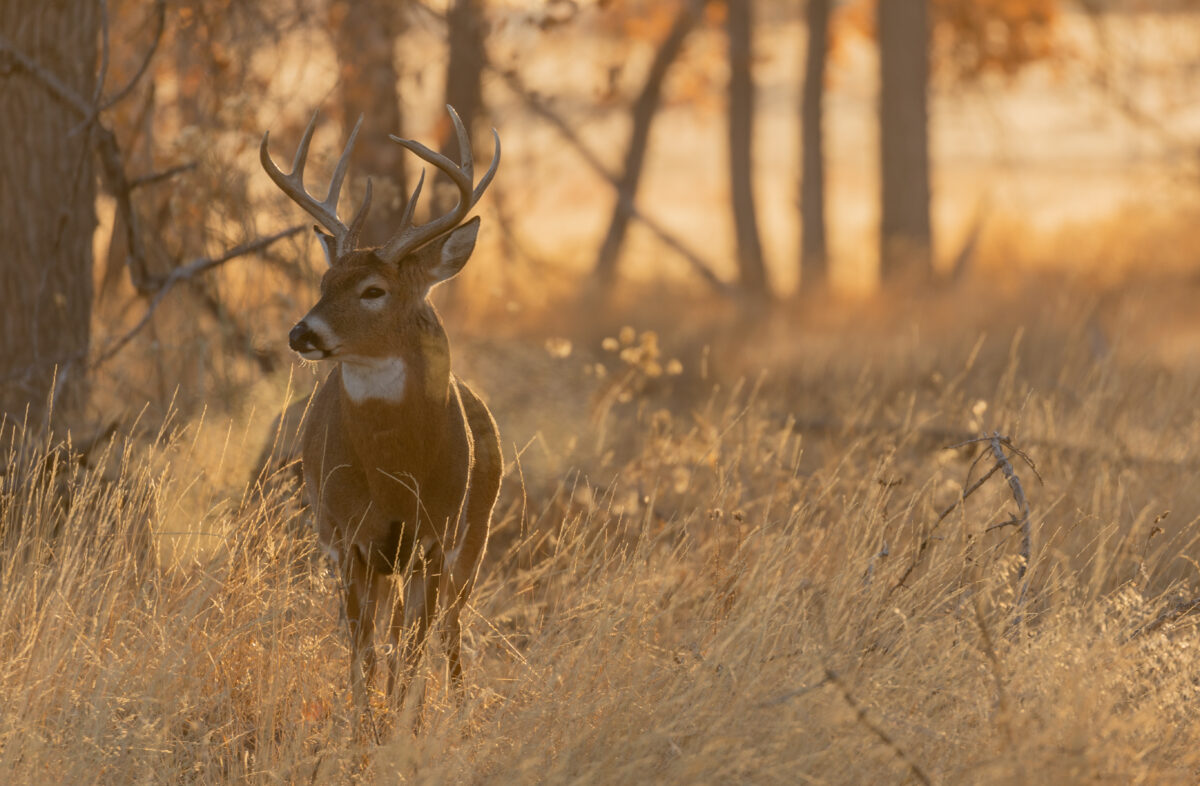 How Big Is a Buck? Scoring 170″, 180″ and 200″ (With Photo Examples ...